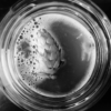 Camp Colvos Brewing